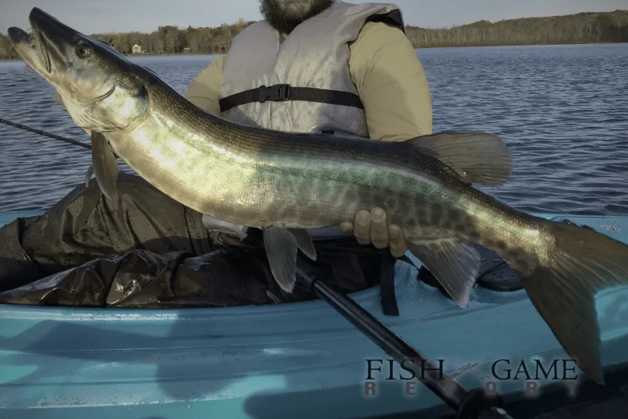 Unveiling the Secrets of Freshwater Pike and Muskie | Fish and Game Report