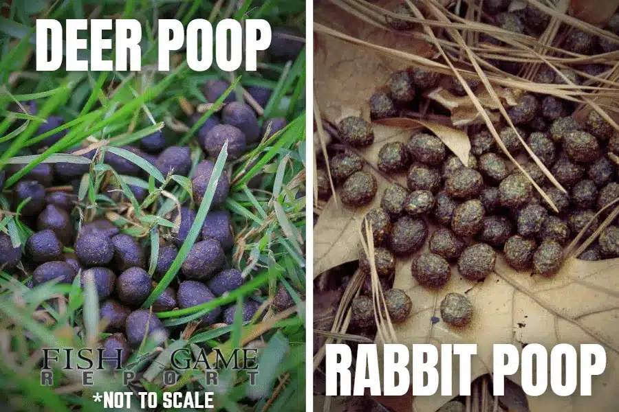 Rabbit Poop vs. Deer Poop: Spot the Difference | Fish and Game Report Rabbit Poop vs. Deer Poop: Spot the Difference | Fish and Game Report
